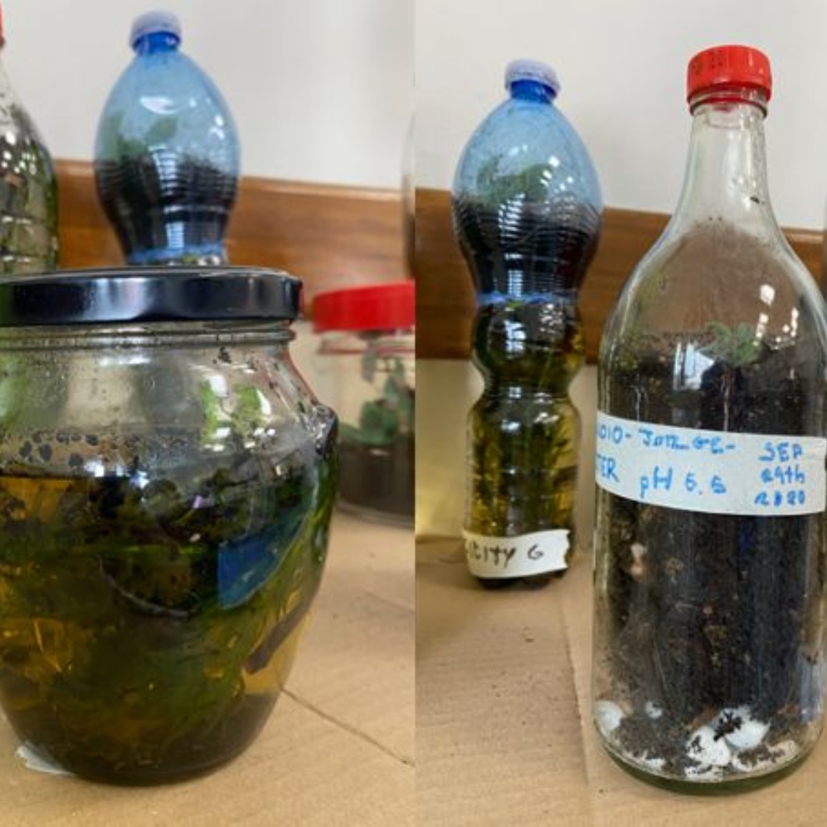 canadian-school-of-milan-learning-from-a-mesocosm